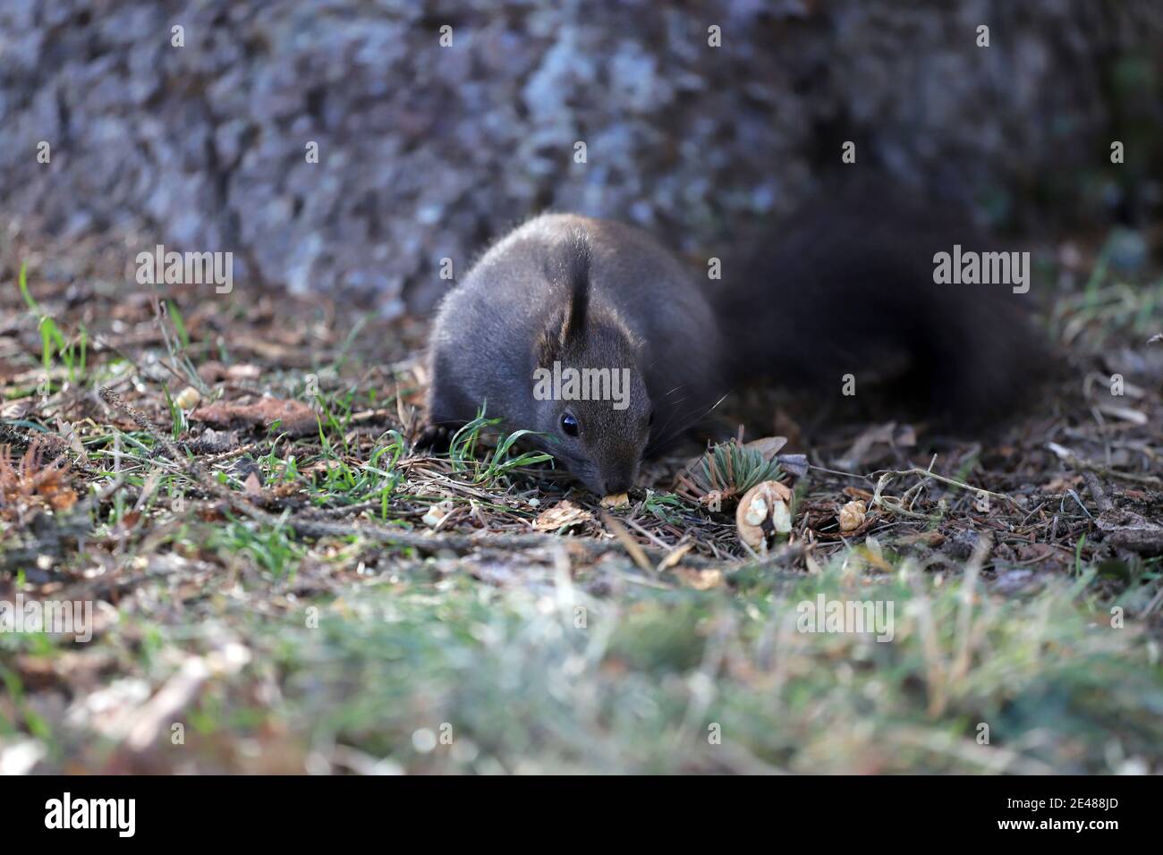 Squirrel with one ear eats a nut Stock Photo - Alamy