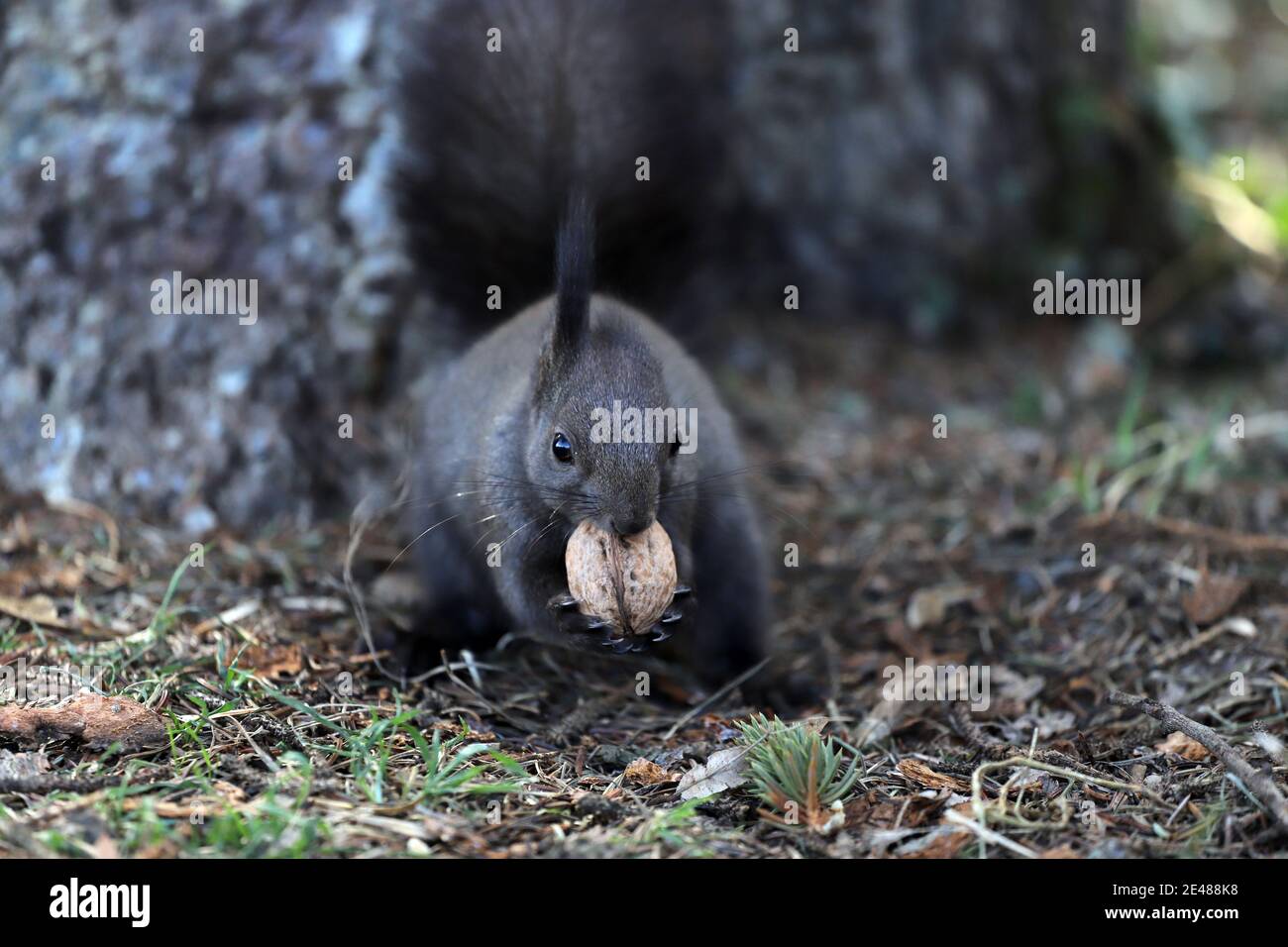 Squirrel eats a walnut on a natural background Stock Photo - Alamy
