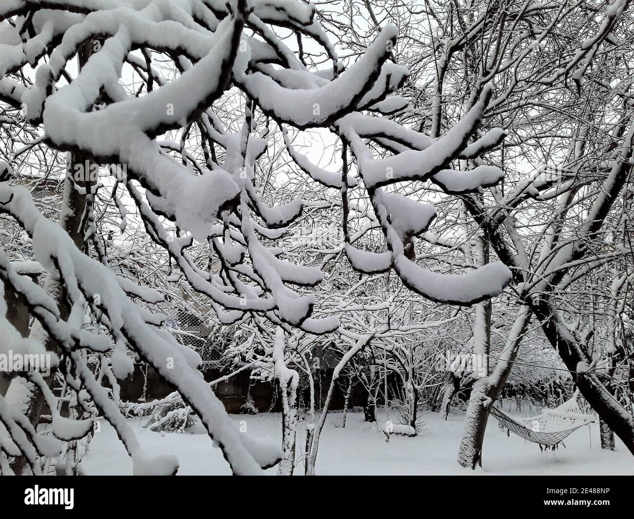Snow covered tree branches and garden Stock Photo - Alamy