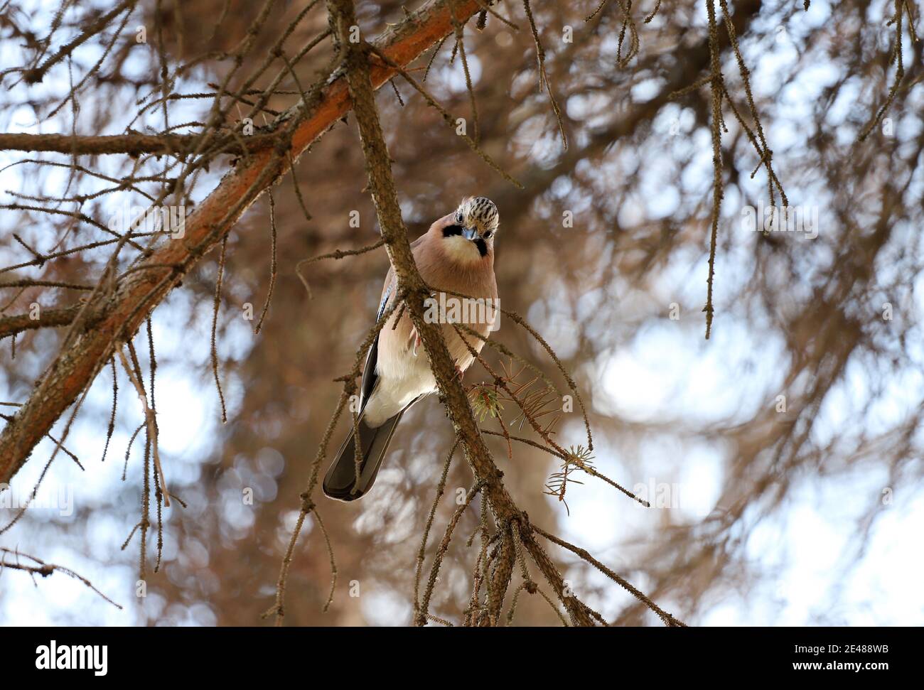 Small eurasian jay bird hi-res stock photography and images - Alamy