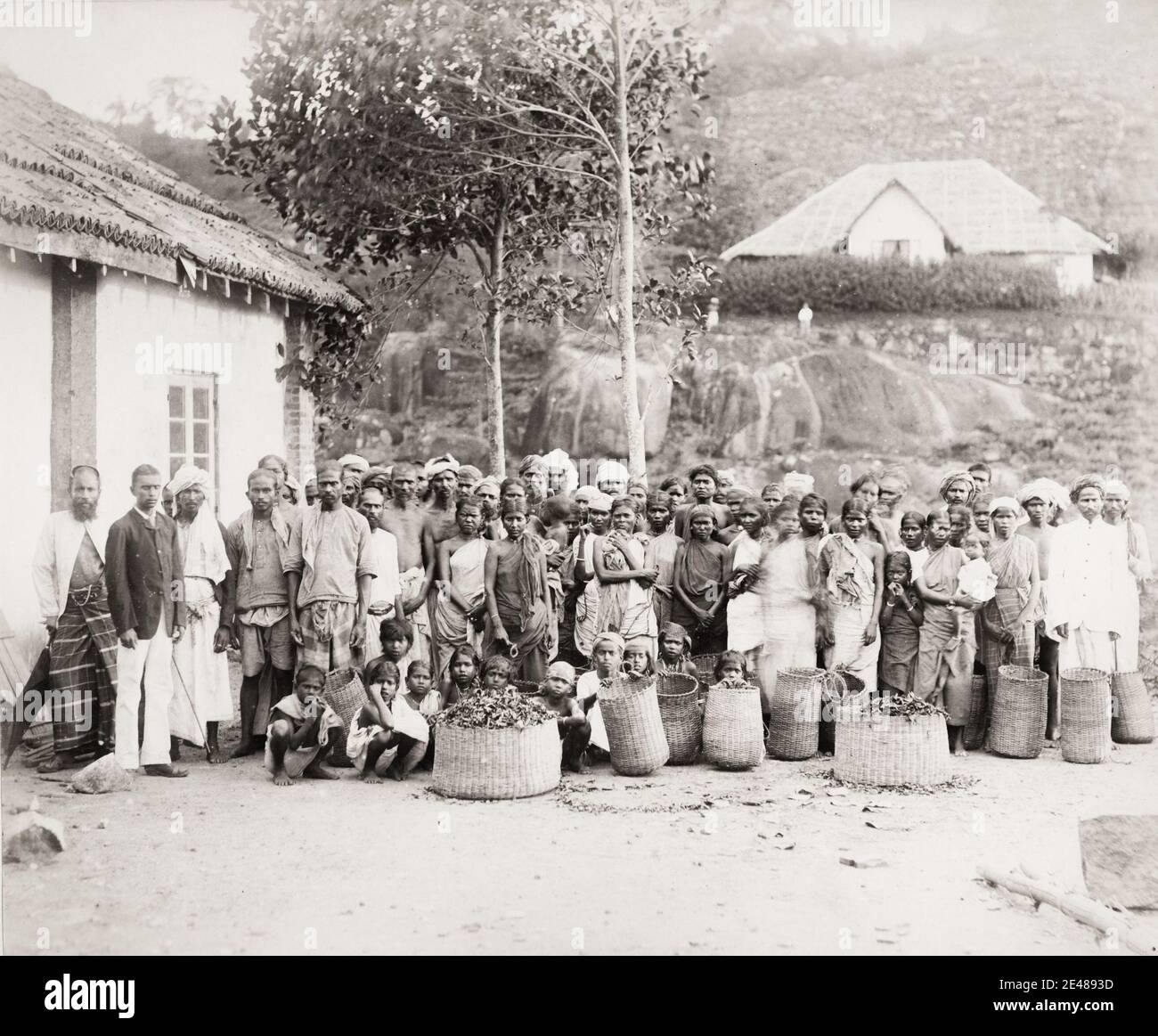 Vintage 19th century photograph: large group of workers Indian tea ...