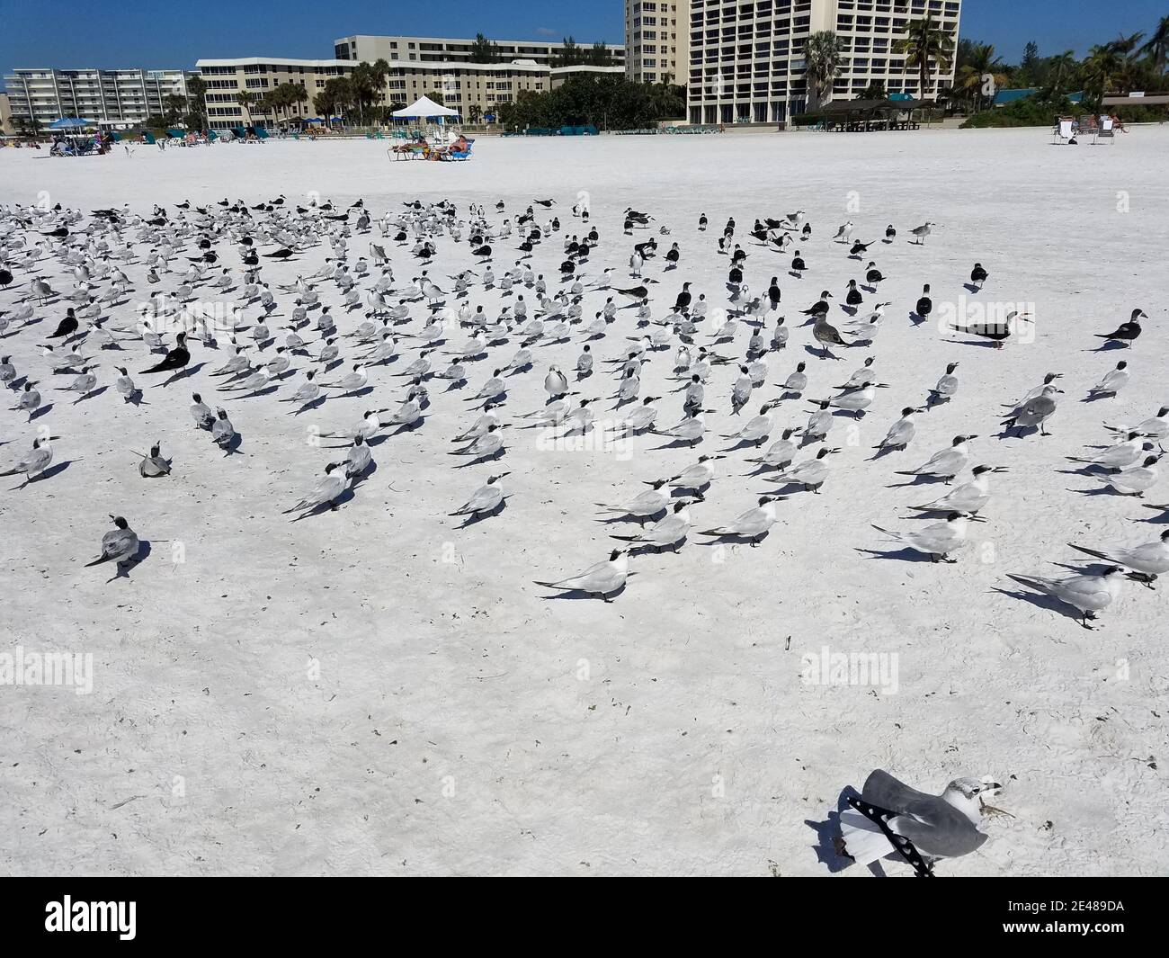 Closeup shot seagulls standing hi-res stock photography and images - Alamy