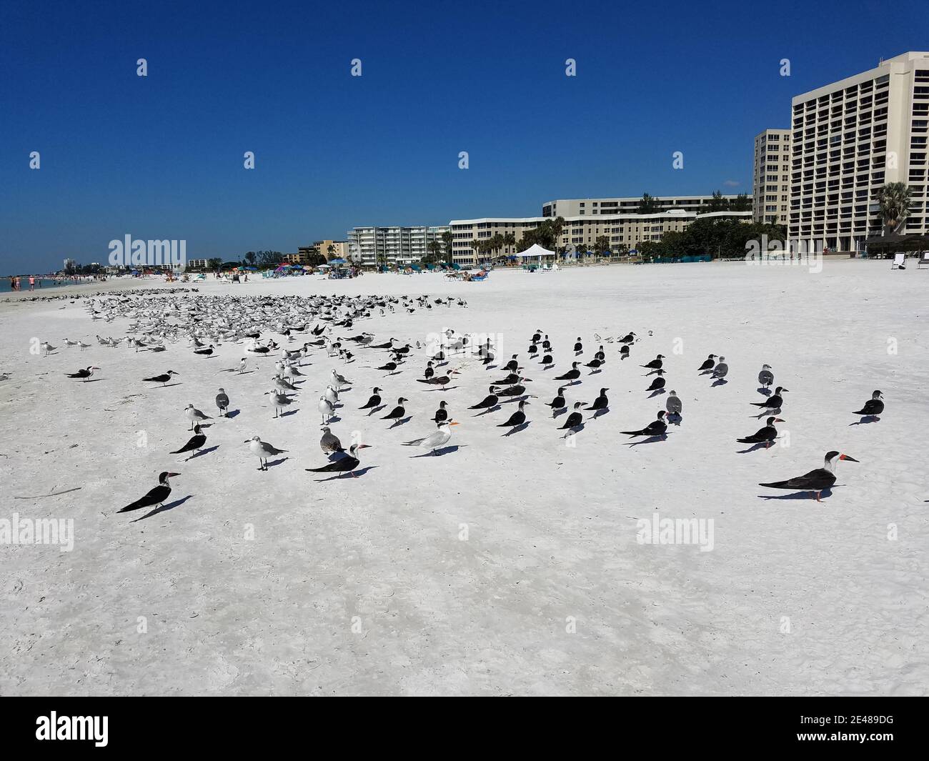 Closeup shot seagulls beach hi-res stock photography and images - Alamy