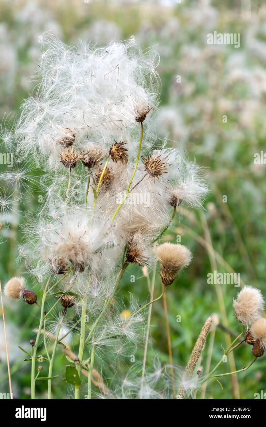 Fluffy seeds of perennial herbaceous plants of the Thistle, Cirsium ...