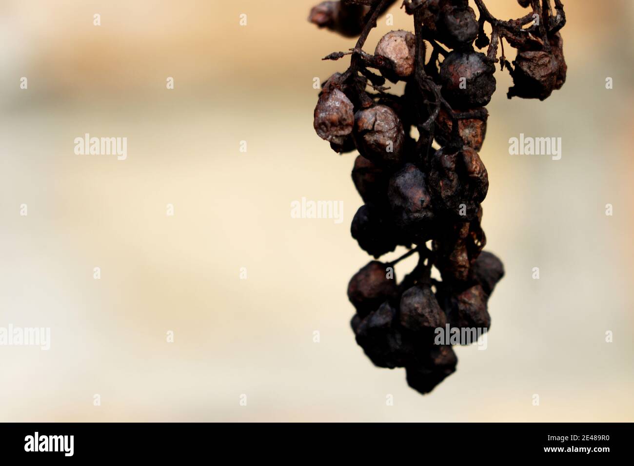 Rotten grapes - high detail - blurred background - macro Stock Photo ...