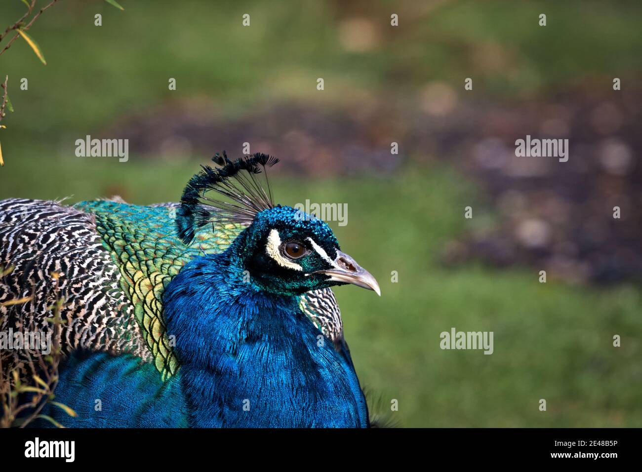 Male indian peafowl hi-res stock photography and images - Alamy