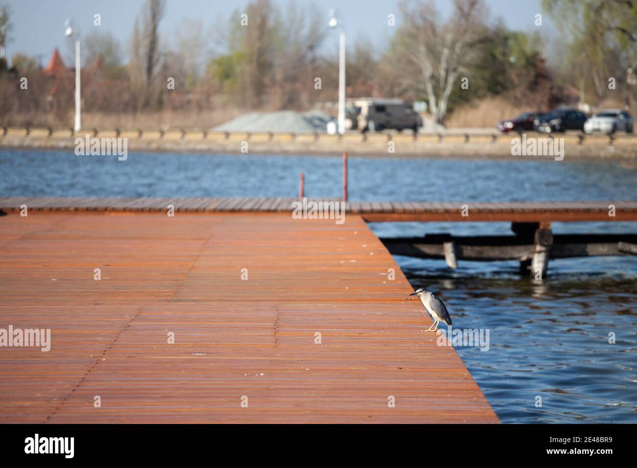 Black Crowned night heron, also called Nycticorax, standing on a pier ...