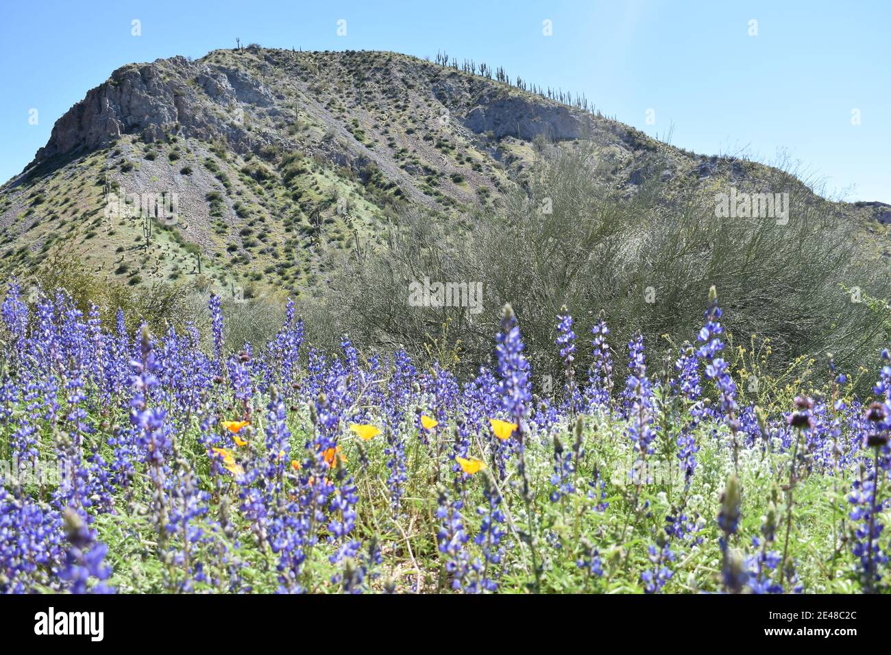 Vertical shot of Desert landscape with yellow wildflowers in the ...