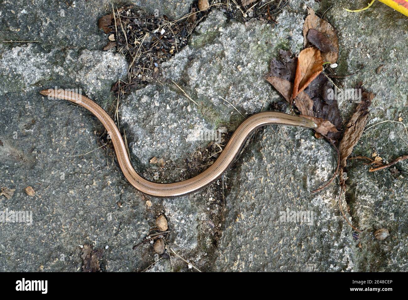 Common Slowworm Anguis fragilis aka Slow Worm, Blindworm or Deaf Adder ...