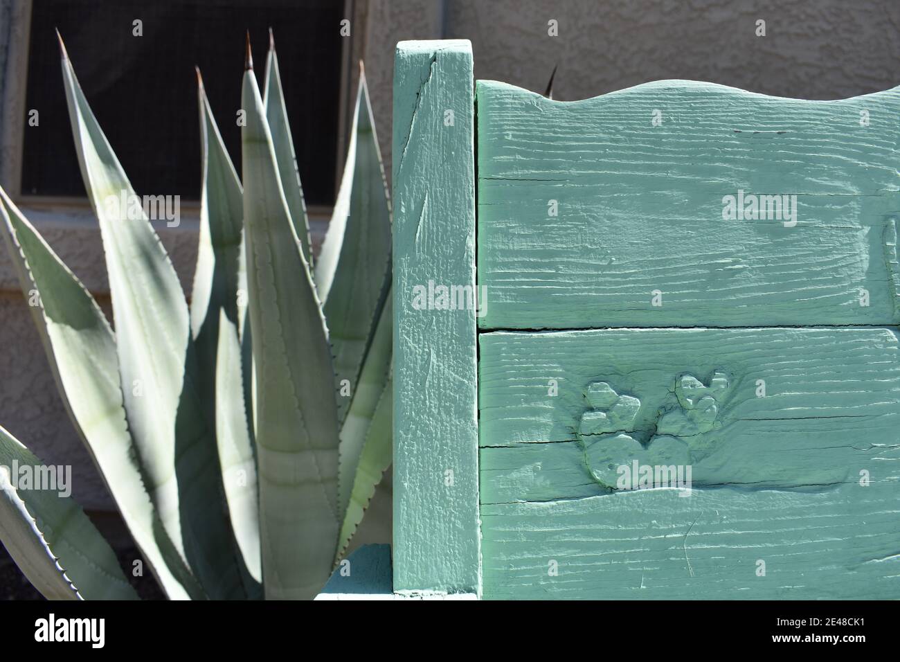 Smooth agave hi-res stock photography and images - Alamy