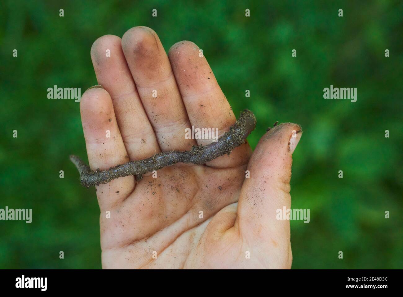 Child hands holding earthworm in garden Stock Photo - Alamy