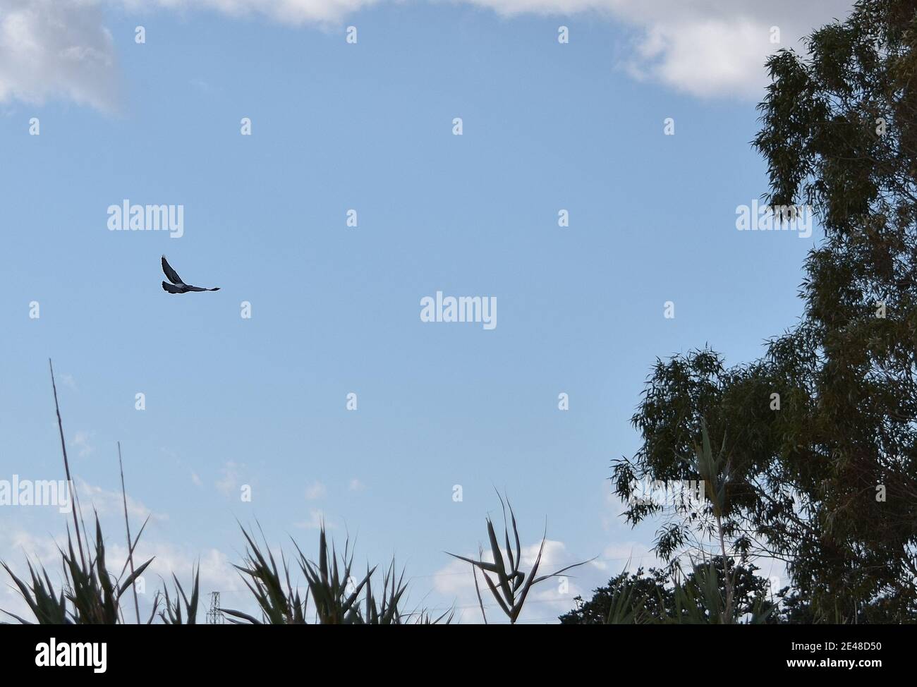 Pigeon flying high angle hi-res stock photography and images - Alamy