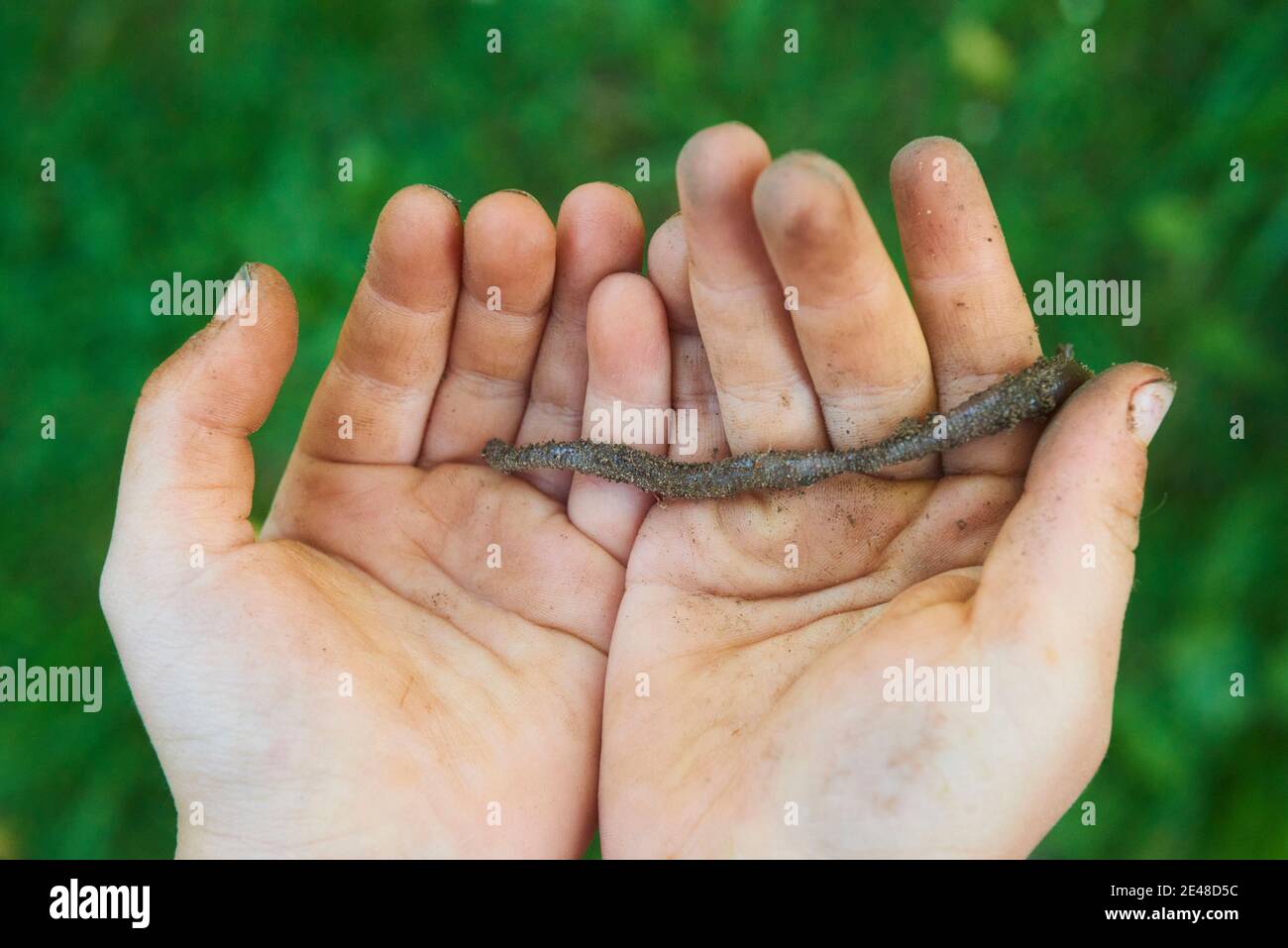 Child hands holding earthworm in garden Stock Photo - Alamy
