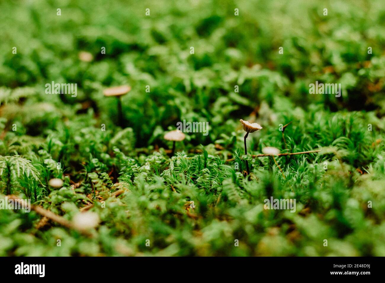 Beautiful Bright Green moss macro view. Fresh nature for wallpaper.Moss ...