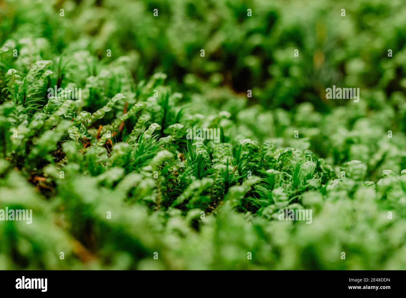 Beautiful Bright Green moss macro view. Fresh nature for wallpaper.Moss ...