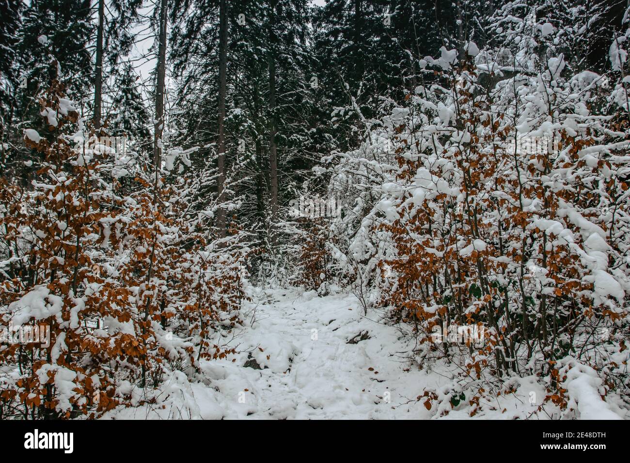 Snow winter path trees hi-res stock photography and images - Alamy