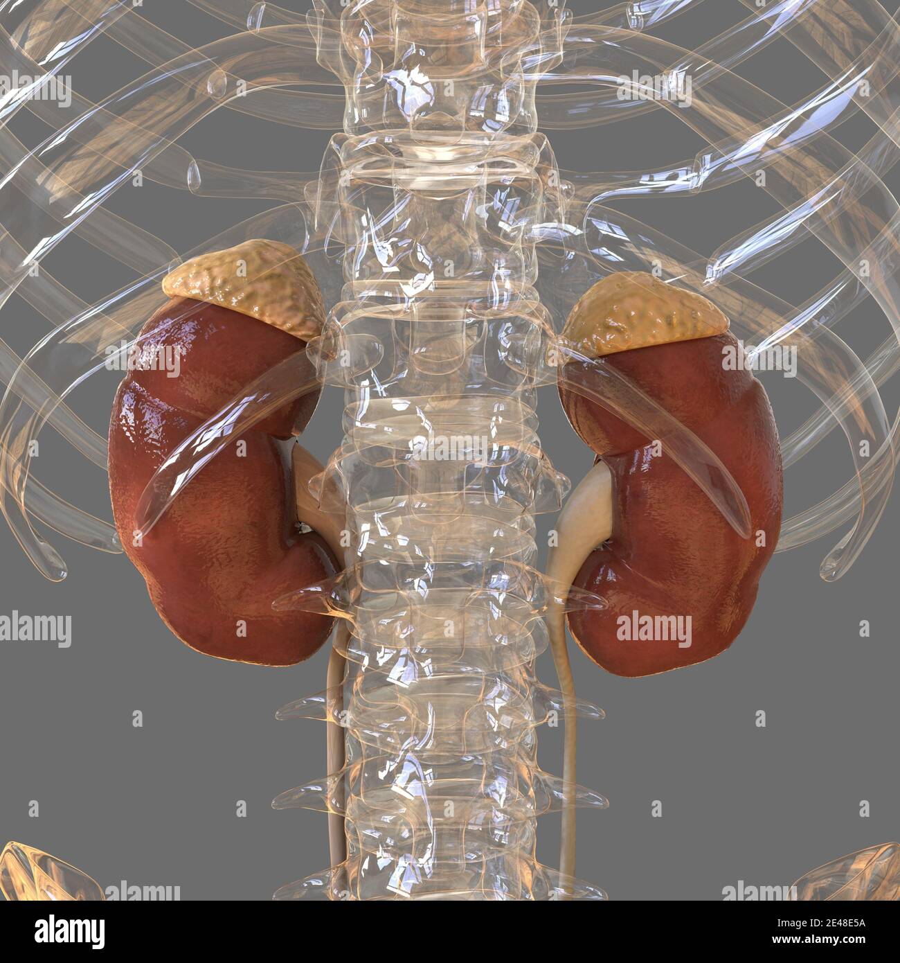 Kidney transplant diagram hi-res stock photography and images - Alamy