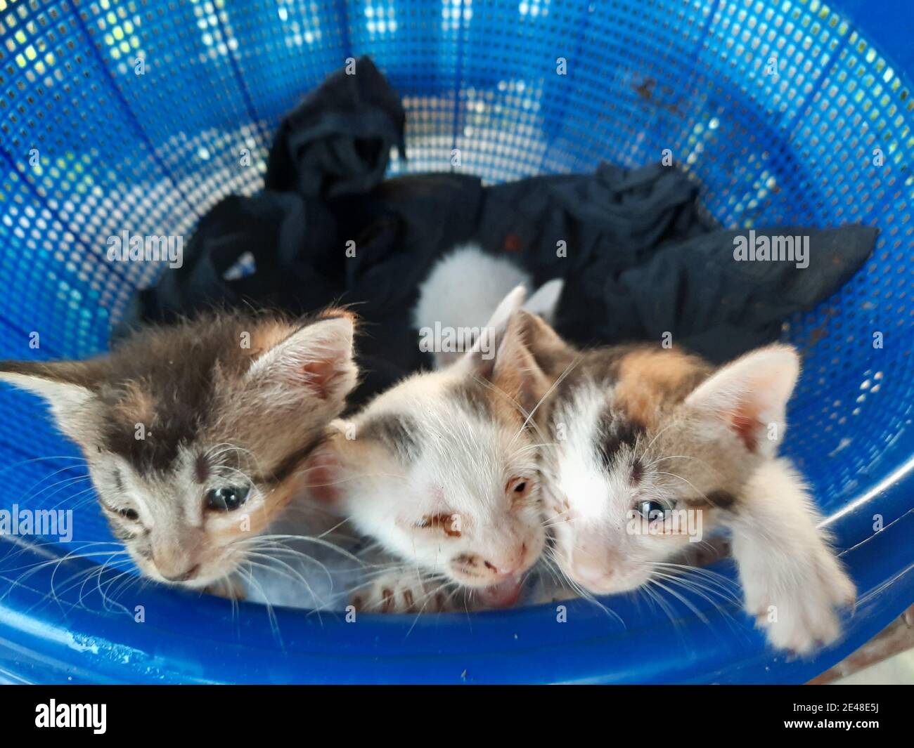 Four cat kittens basket hi-res stock photography and images - Alamy