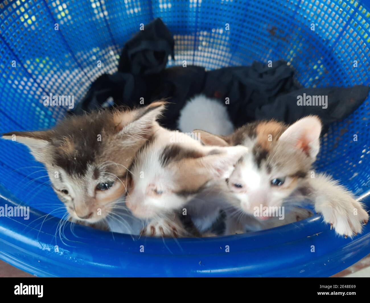 Four cat kittens basket hi-res stock photography and images - Alamy