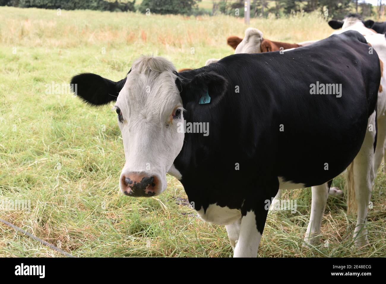 AUCKLAND, NEW ZEALAND - Jan 16, 2021: View of black cow with white head ...