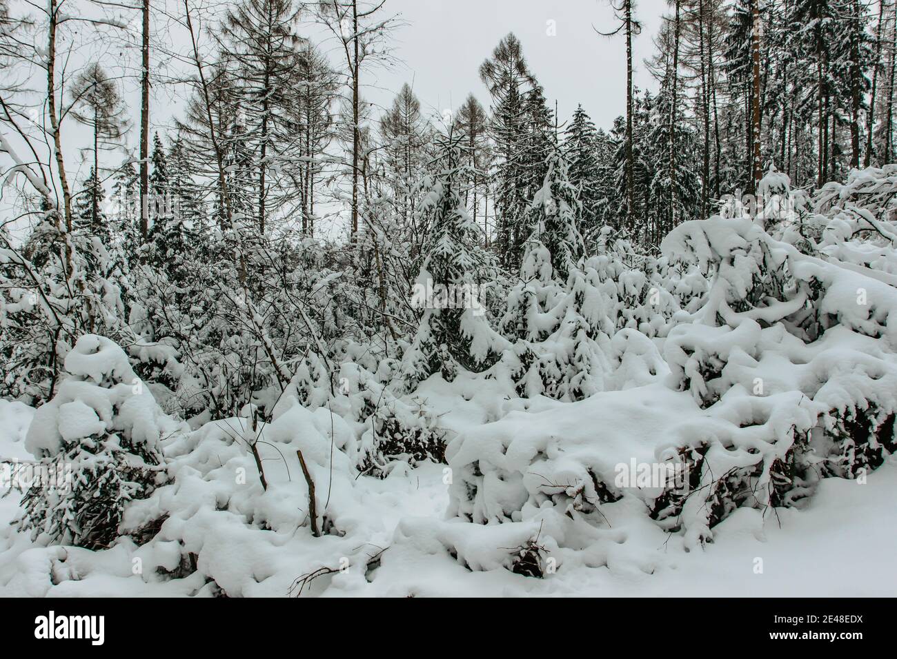 Snow covered trees in the winter forest.Christmas holiday background ...