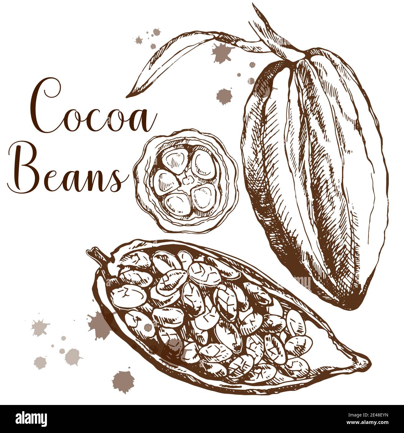 Hand drawn sketch style cocoa beans isolated on white background ...