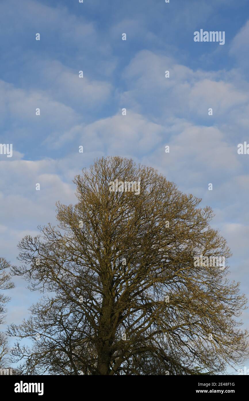 Tree line with Mackerel sky Stock Photo - Alamy