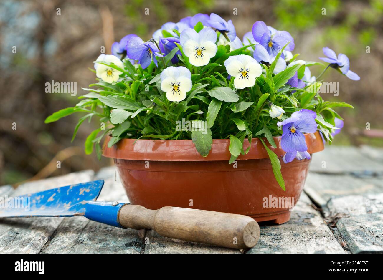 gardening tools and colorful pansy flowers in a spring garden Stock ...