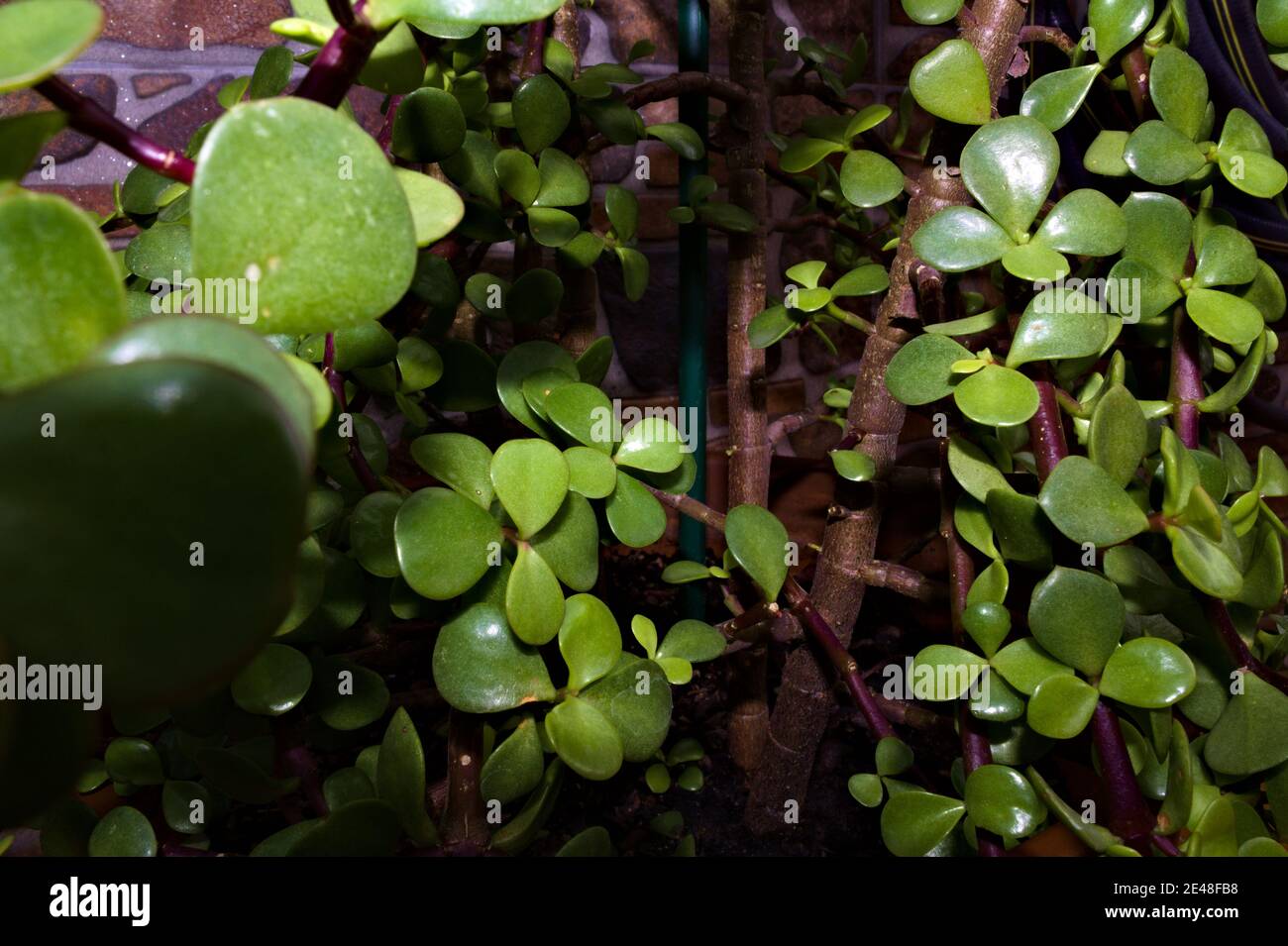 Jade tree hi-res stock photography and images - Alamy