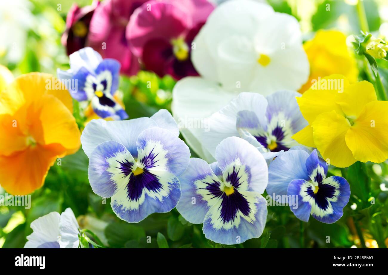 colorful pansy flowers growing in the garden Stock Photo - Alamy