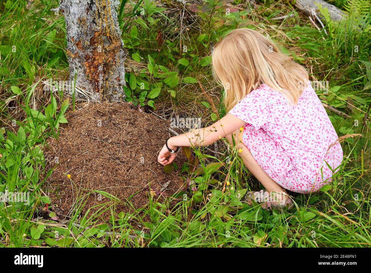 Child blond girl exploring anthill in the woods Stock Photo - Alamy
