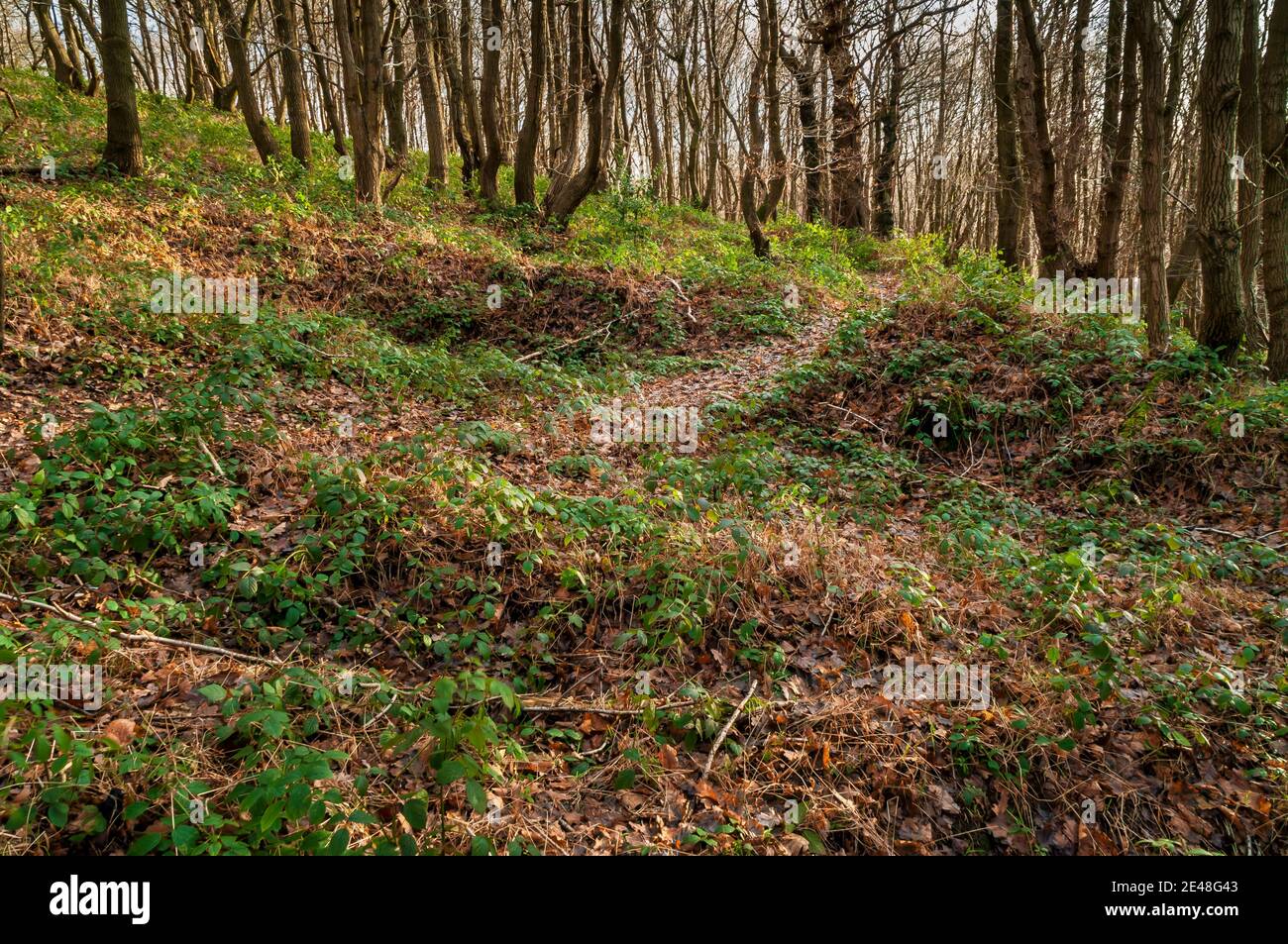Shallow coal workings from the 1921 coal strike on a steep slope in ...