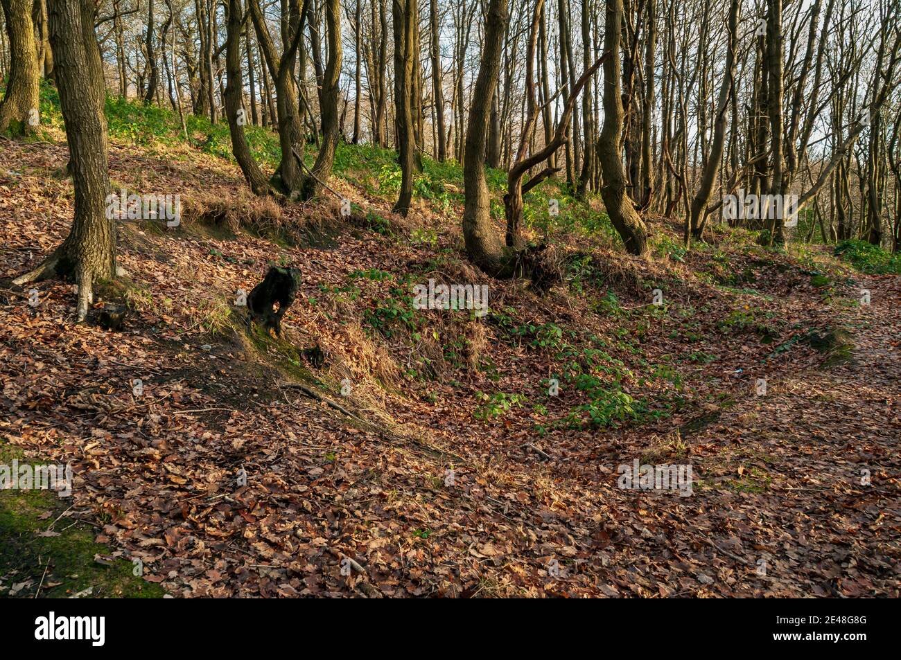 Shallow coal workings from the 1921 coal strike on a steep slope in ...