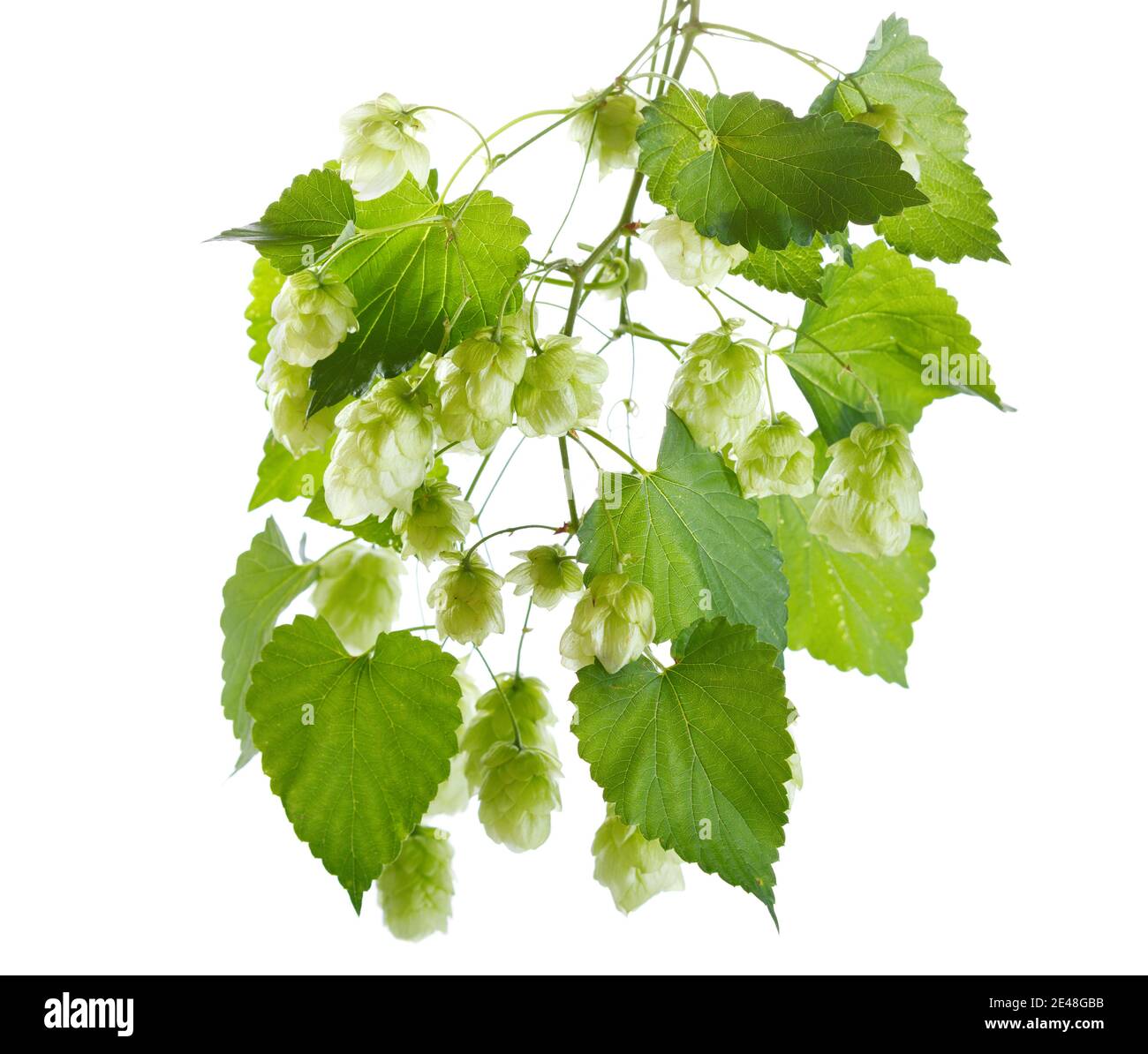 branch of green hops isolated on white background Stock Photo - Alamy