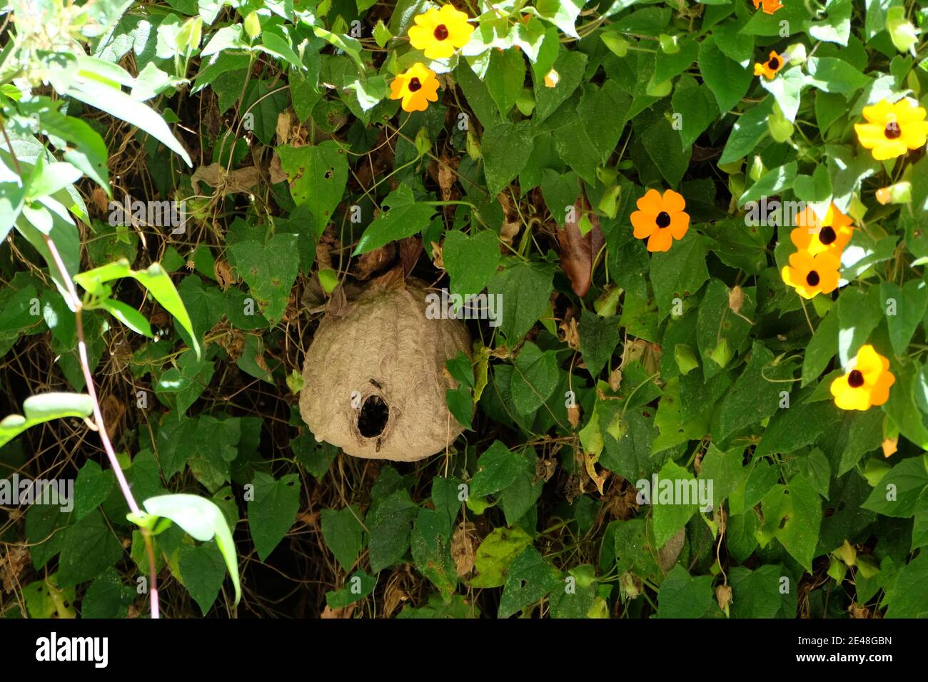 Guard bees hi-res stock photography and images - Alamy