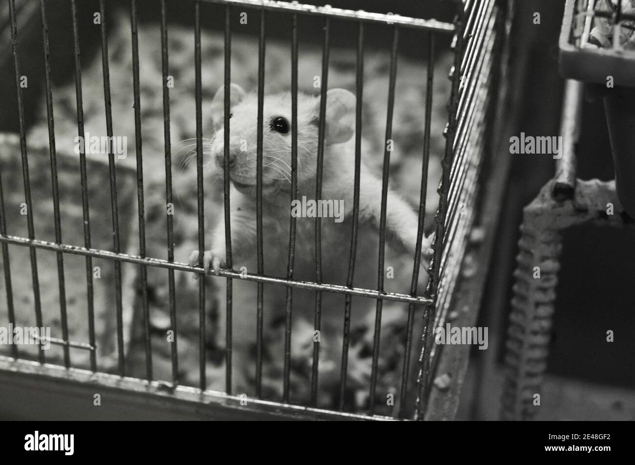 Lab rat cage hi-res stock photography and images - Alamy