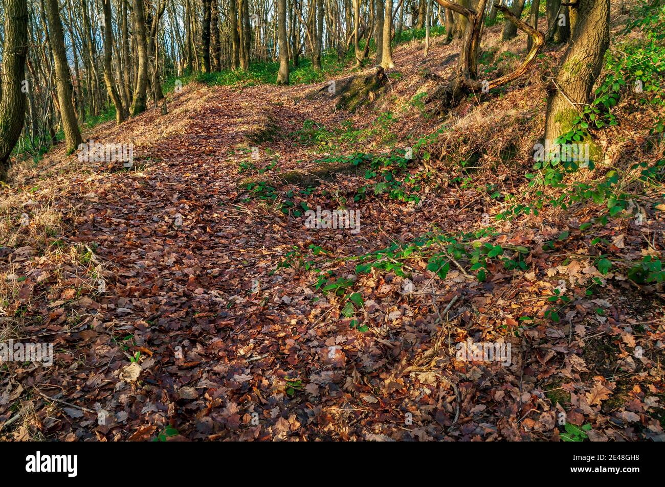 Shallow coal workings from the 1921 coal strike on a steep slope in ...