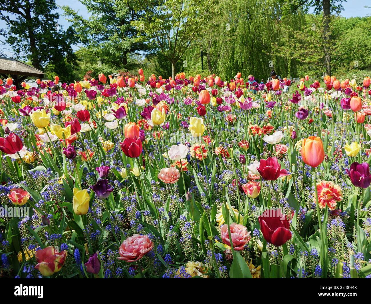 Variety of colorful flowers in bloom Stock Photo - Alamy