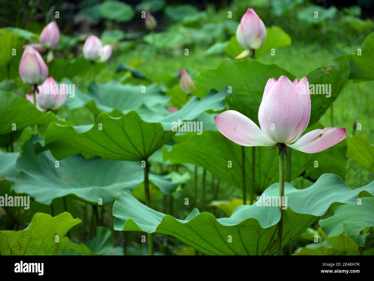 Chinese lotus flower hi-res stock photography and images - Alamy