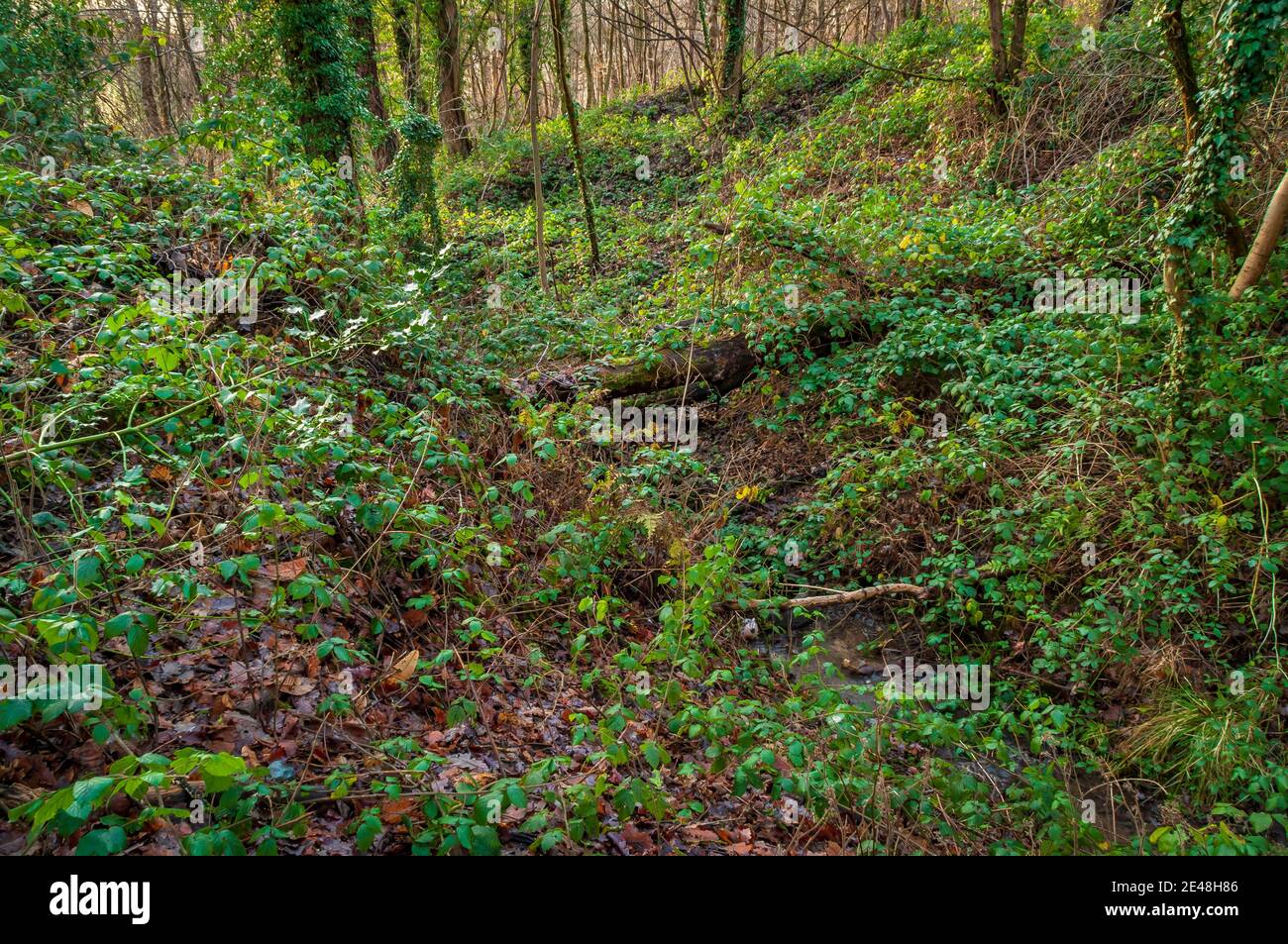 Shallow coal workings from the 1921 coal strike buried under brambles ...