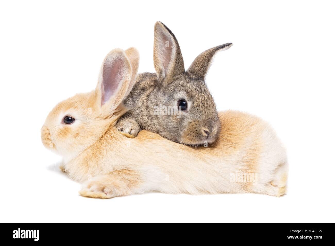 Adorable baby gray rabbit sitting isolated on white background. Lovely ...