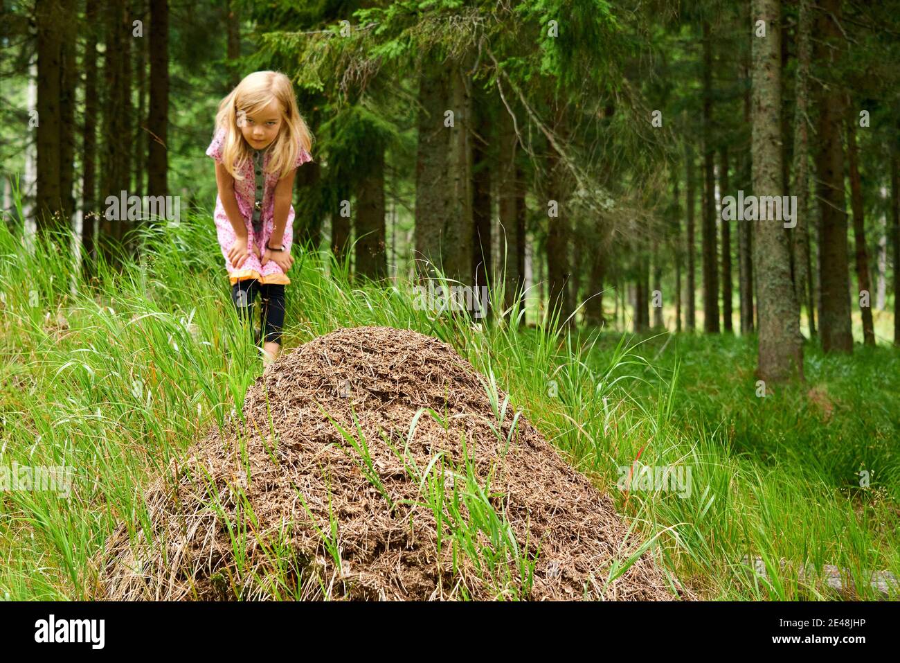 Child blond girl exploring anthill in the woods Stock Photo - Alamy