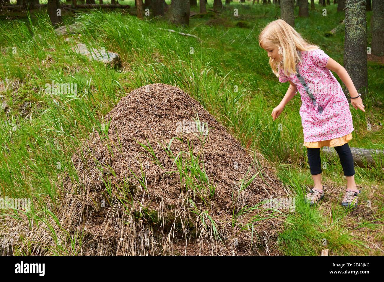 Child blond girl exploring anthill in the woods Stock Photo - Alamy