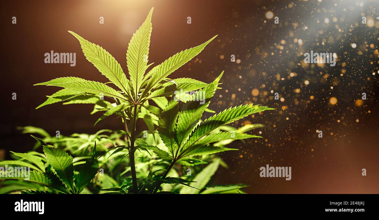Green cannabis leaf close up on black background with sunbeam and glow ...
