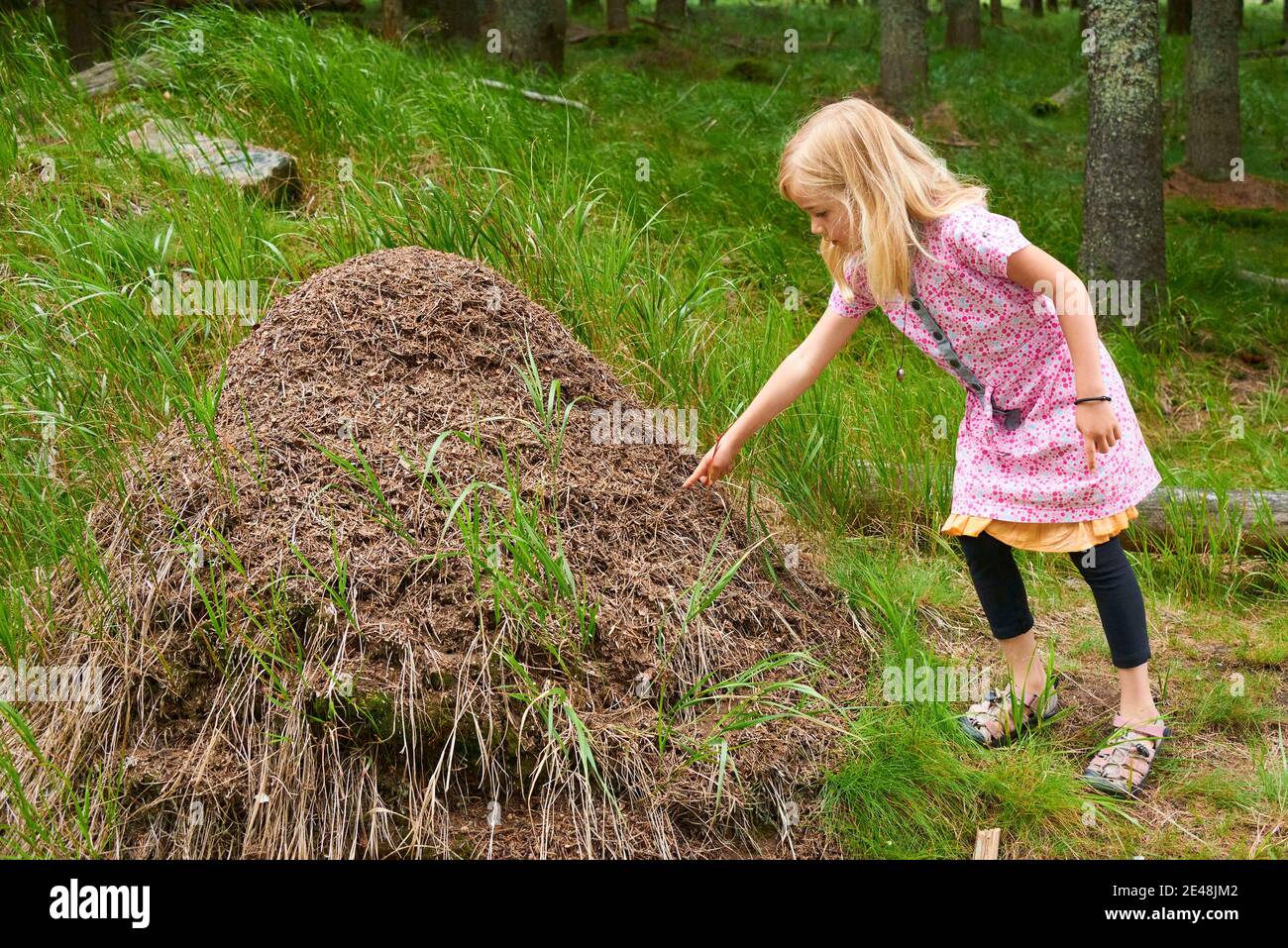 Child blond girl exploring anthill in the woods Stock Photo - Alamy
