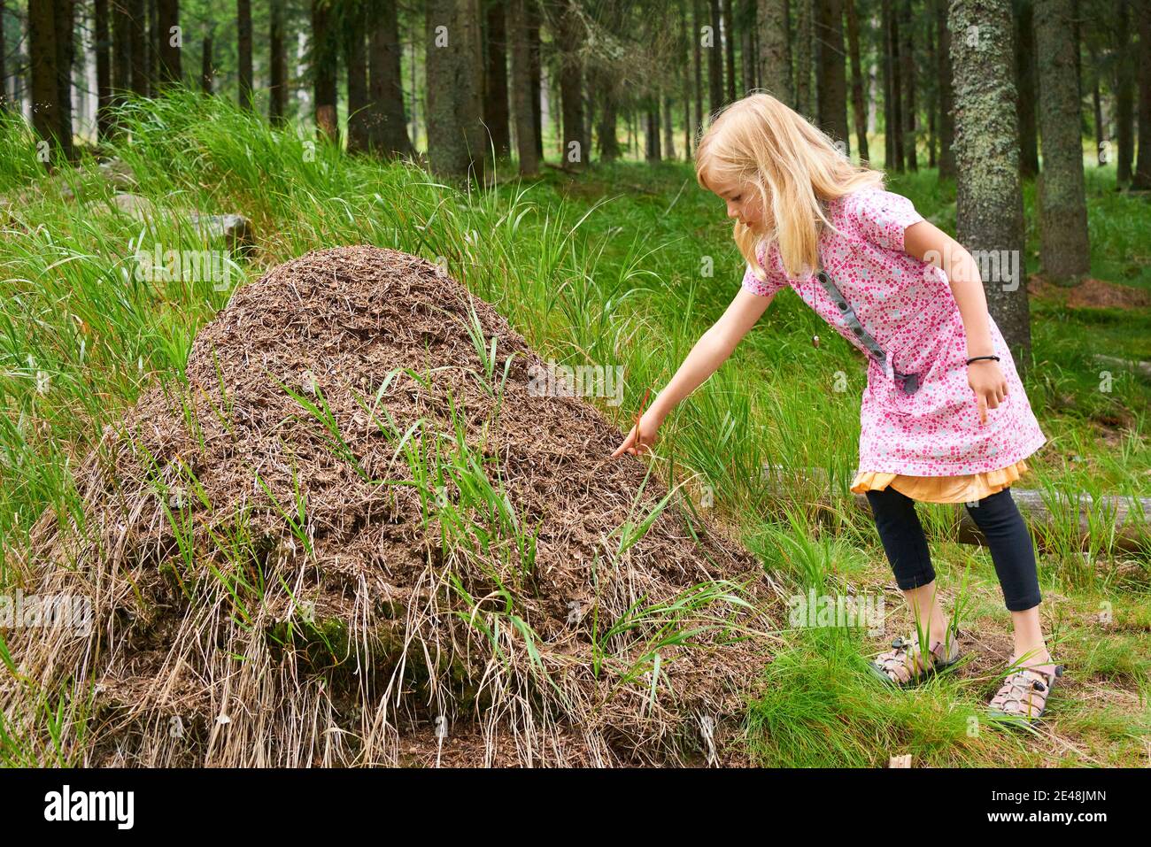 Child blond girl exploring anthill in the woods Stock Photo - Alamy