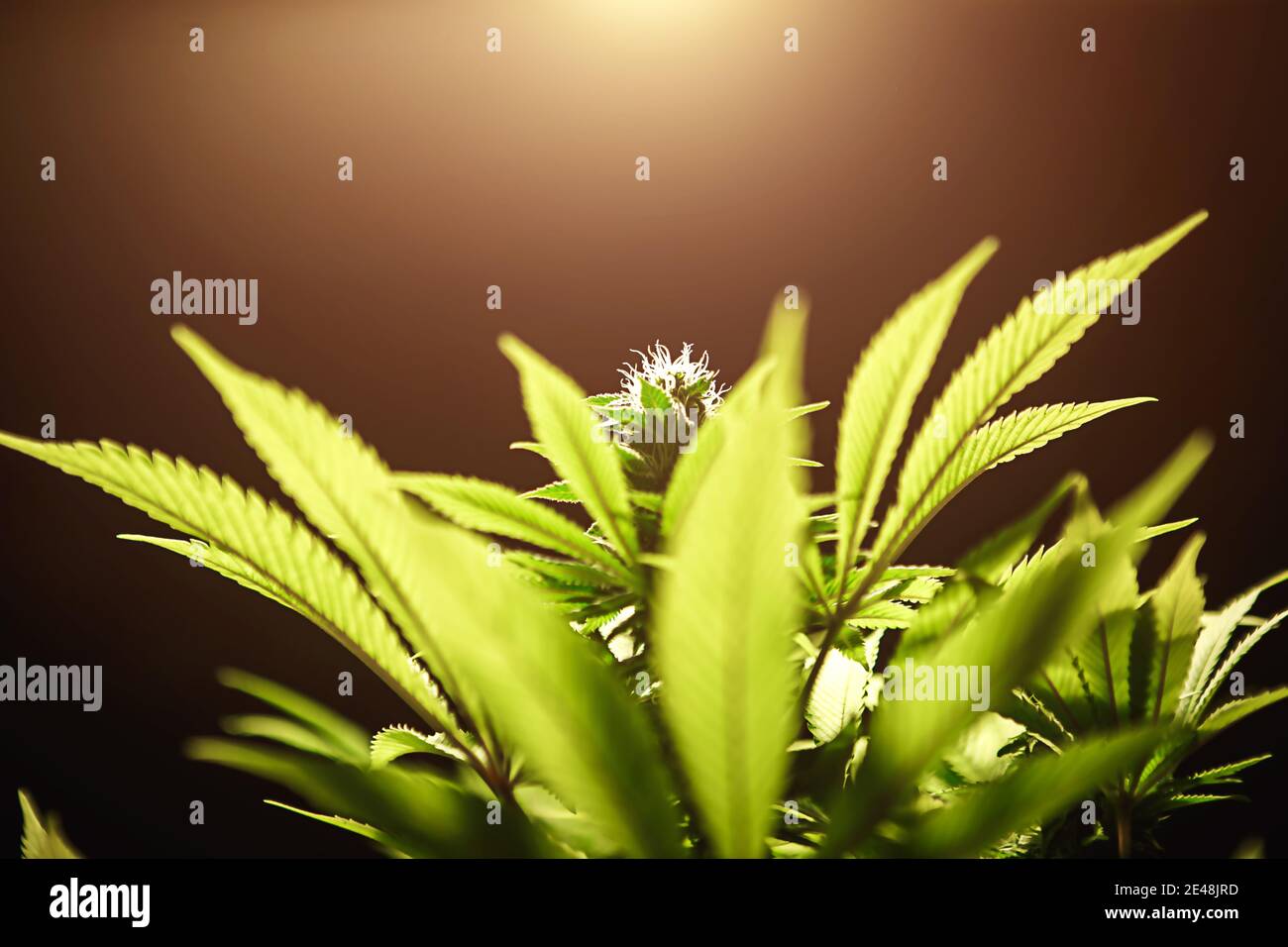 Green cannabis leaf close up on black background with sunbeam and glow ...