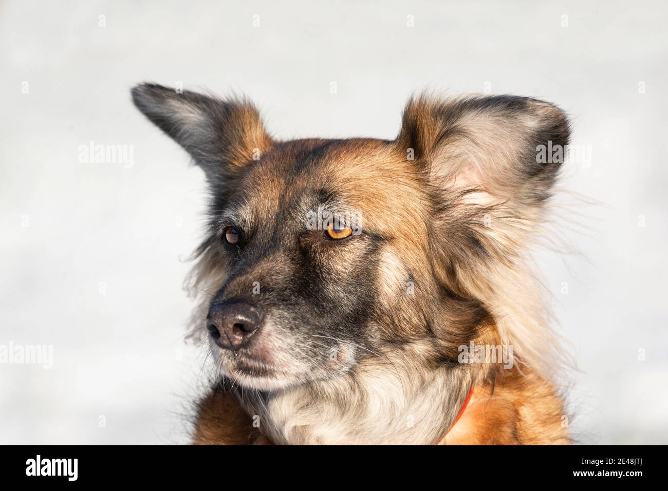 What Breed Of Dog Is In The Stray