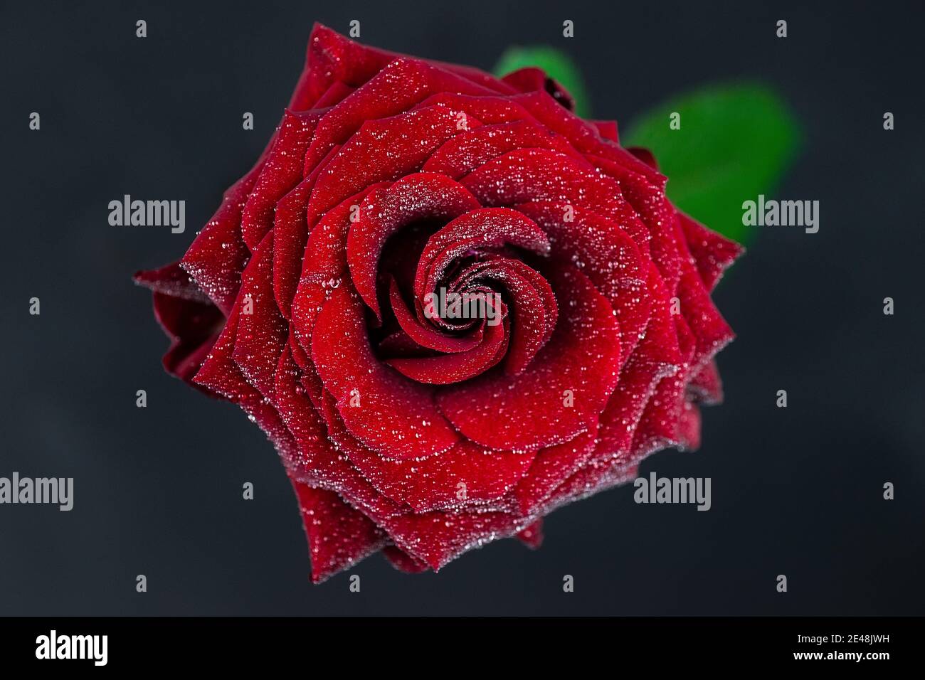 Natural red roses background. Colorful rose wall background Stock Photo ...