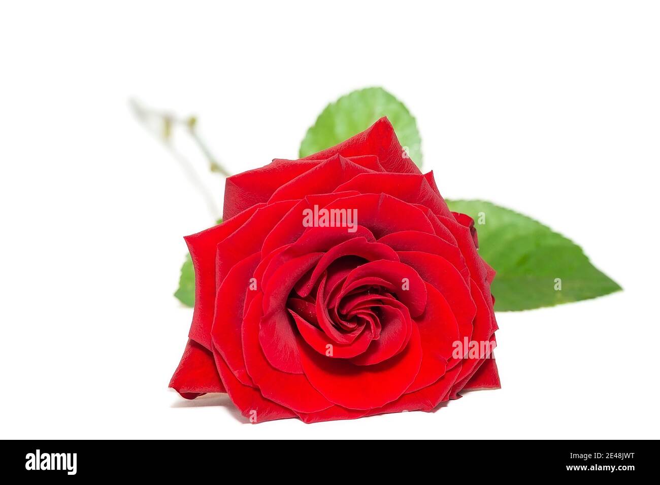 Single beautiful red rose isolated on white background Stock Photo - Alamy
